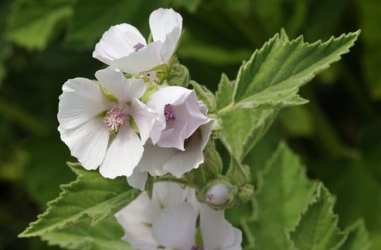 Hatmi Çiçeği Faydaları ⭐ Hatmi Çiçeği Nasıl Kullanılır? ⭐ Özellikleri